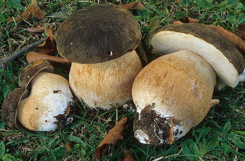 Les champignons d'automne. | PECHE ET SAC A DOS